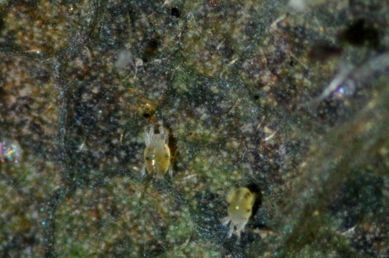 Six spotted mite - New Zealand Avocado