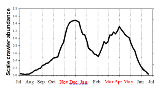 Armoured scale - New Zealand Avocado