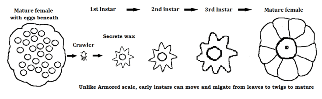 White wax scale - New Zealand Avocado