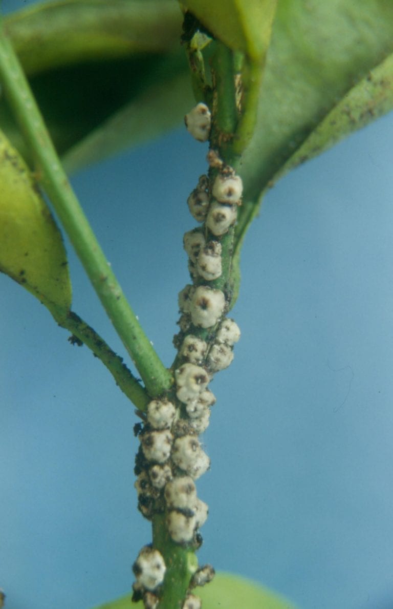 Chinese wax scale - New Zealand Avocado