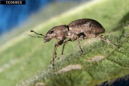 Fuller's rose weevil - New Zealand Avocado