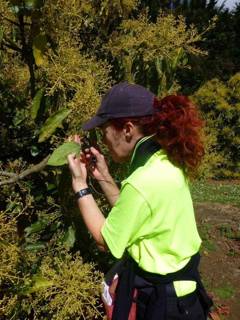 AvoGreen - New Zealand Avocado
