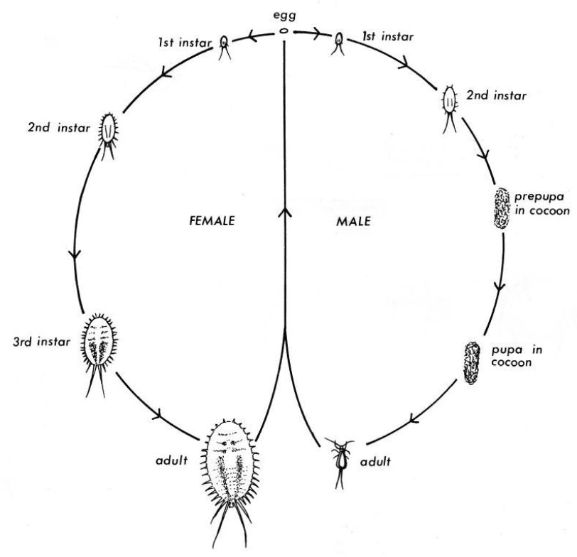 Longtailed mealybug - New Zealand Avocado