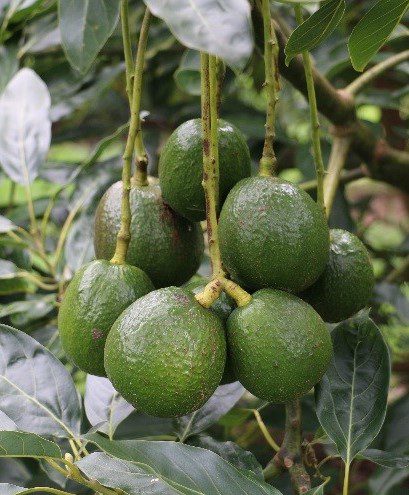 Varieties and rootstocks - New Zealand Avocado