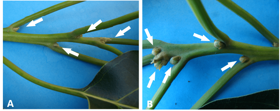 Flowering - back to basics - New Zealand Avocado