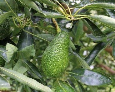 Varieties and rootstocks - New Zealand Avocado