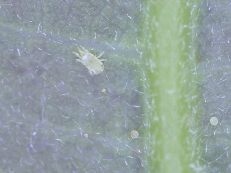 Six spotted mite - New Zealand Avocado