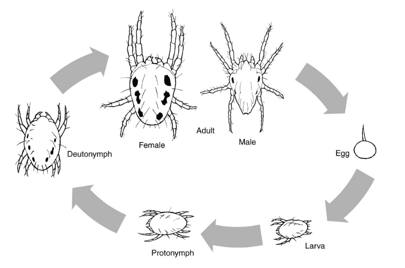 Six spotted mite - New Zealand Avocado