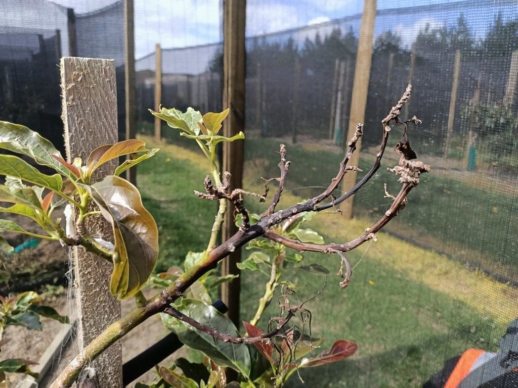 copper spray - New Zealand Avocado