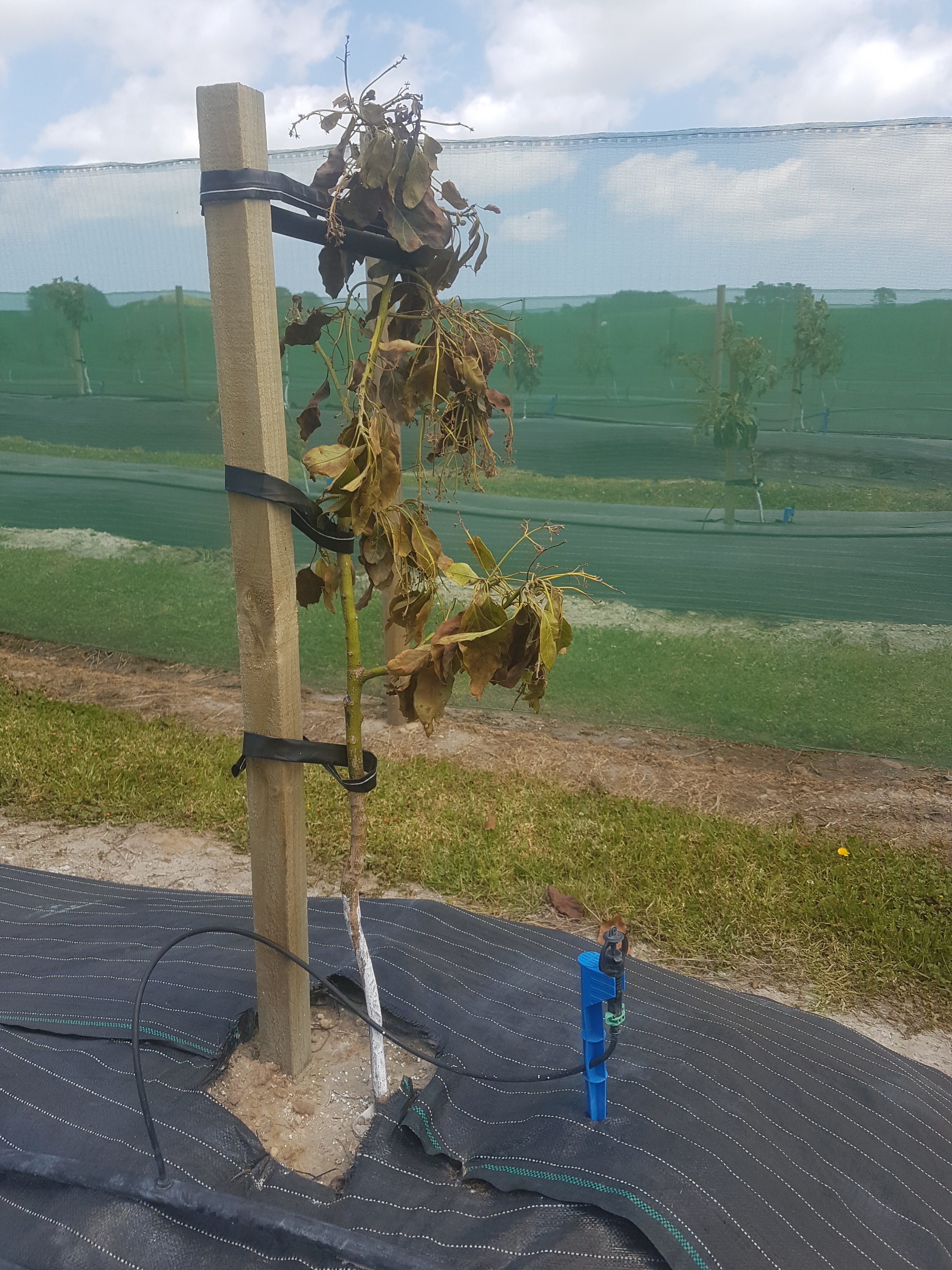Young tree dieback - New Zealand Avocado