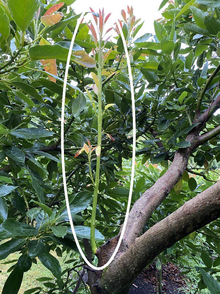 Seasonal orchard activity - New Zealand Avocado